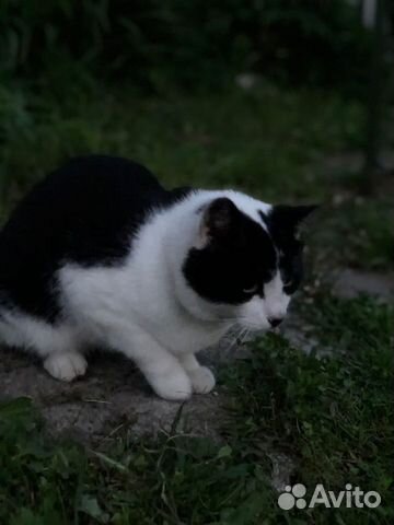 У Кузи умерла хозяйка, кот один