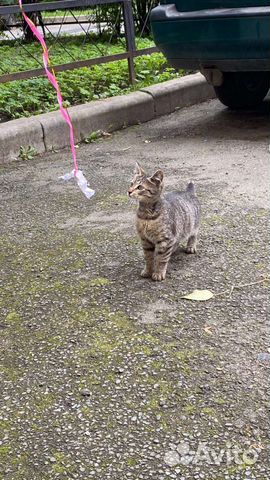 Ласковый котик без хвоста,не выживет на улице