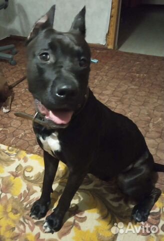 Питбультерьер