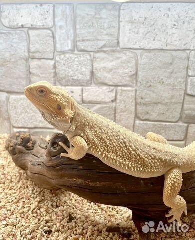 Бородатая агама