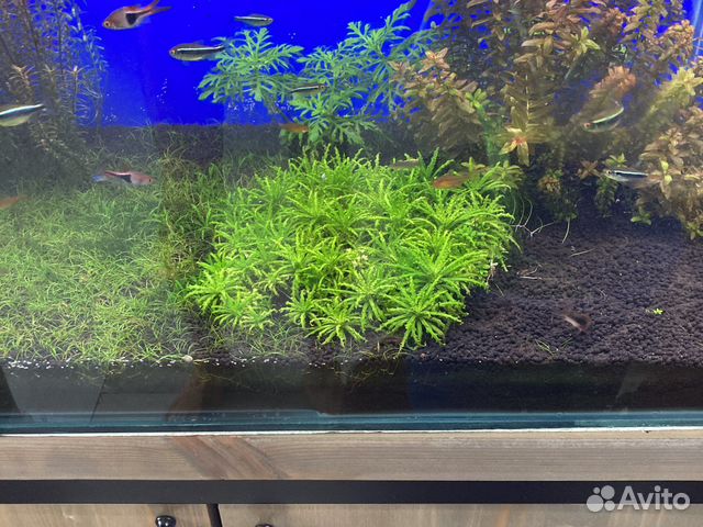 Аквариумные растения
