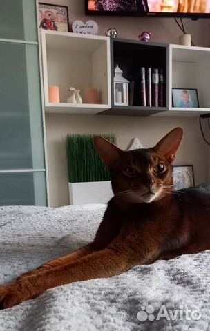 Продам Абиссинского кота