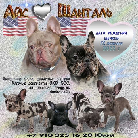 Щенки француского бульдога