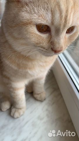 Ищу кошечку