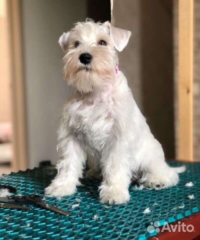 Цвергшнауцер девочка