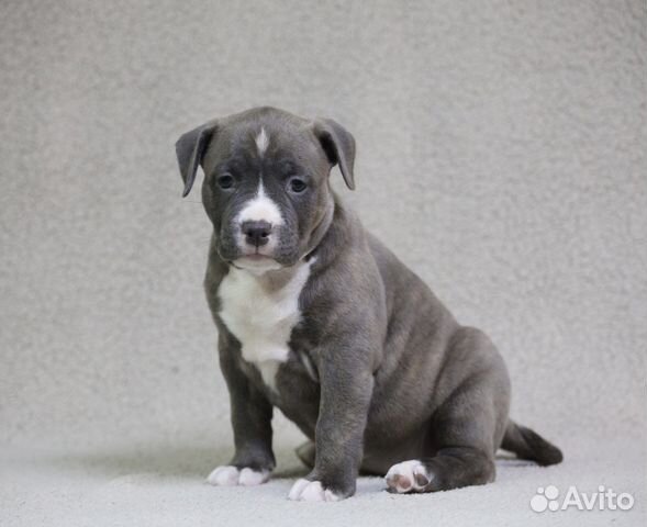 Голубой тигр девочка, питомник