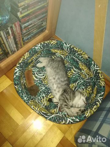 Котёнок в добрые руки бесплатно