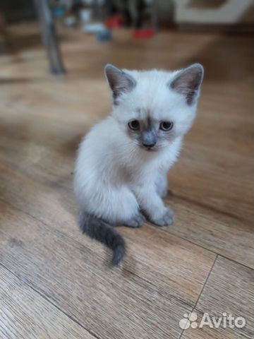 Котик британец с сиамской 2 мес. В добрые руки