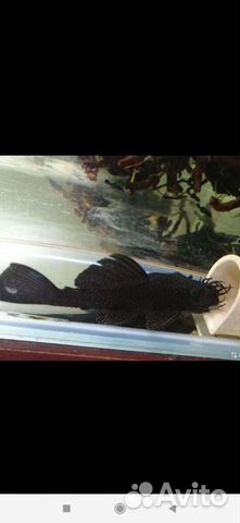 Звездочный анцитрус L181