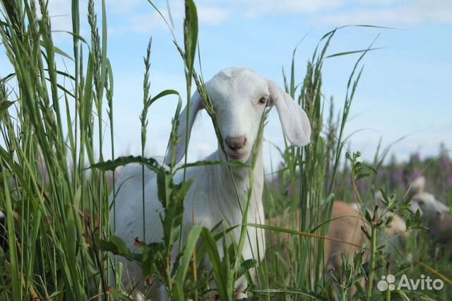 Нубийский козел