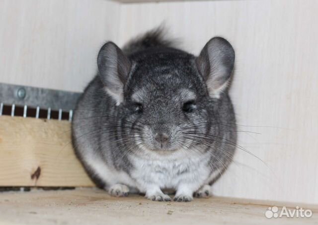 Шиншилла мальчик 3 месяца