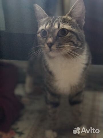 Феклуша ищет дом