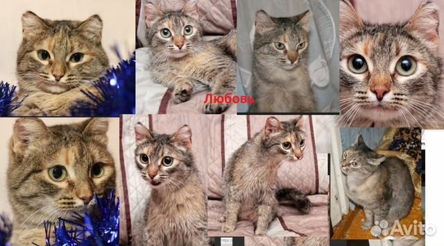 Гладкошерстная кошка окрас песочный
