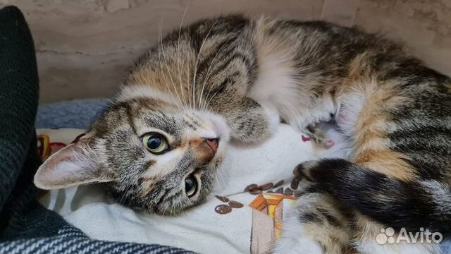 Кошка в добрые руки