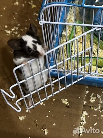 Мышонок бесплатно с клеткой