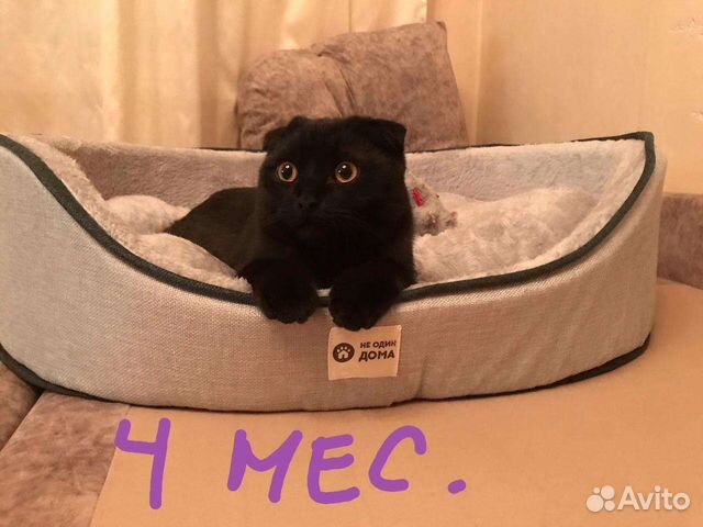 Породистые котята отдам