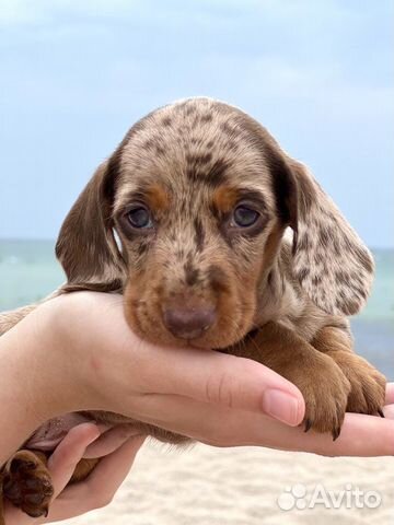 Мраморная красотка