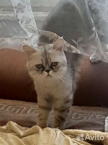 Экзотическая