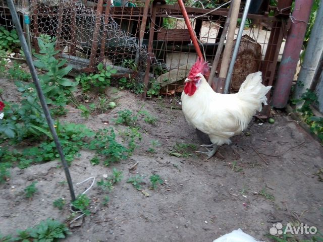 Петух брессгальской породы