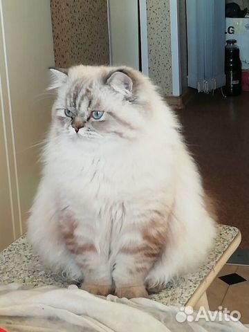 Котик персидский на вязку