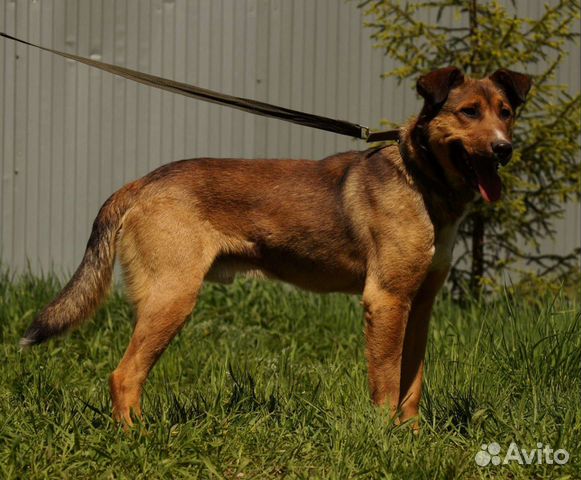 Рурк в добрые руки