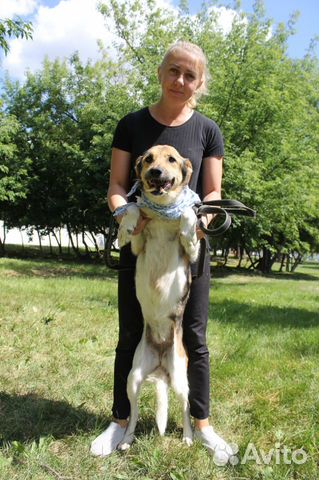 Зита не может есть сухой приютский корм