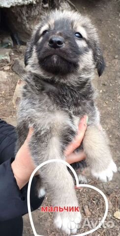 Щенок в добрые руки