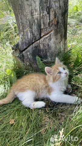Котята 2 месяца