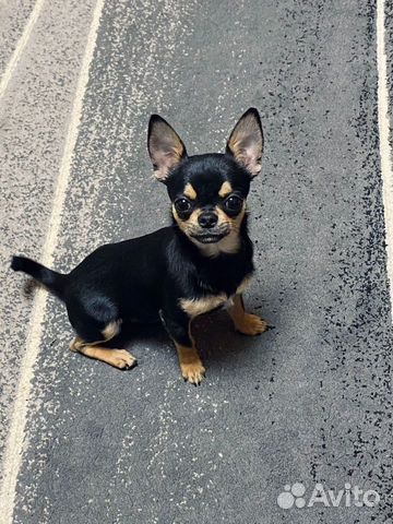 Вязка кобель чихуахуа