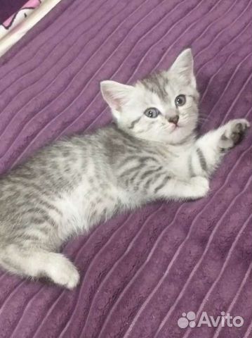 Бурманские котята