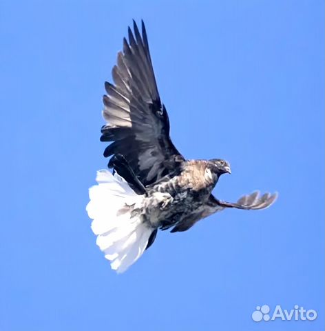 Николаевские голуби. Оптом