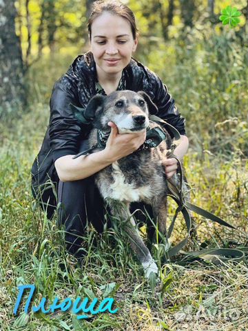 Плюша - ваша собака мечты