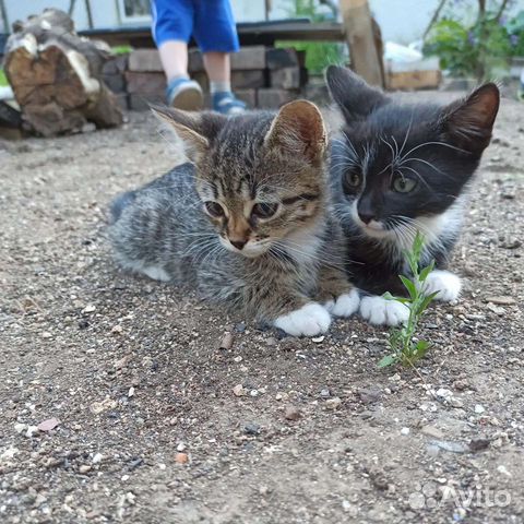 Красивейшие котята в добрые руки