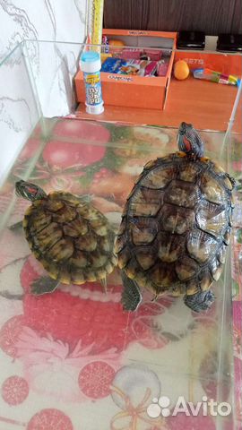 Красноухая черепаха бесплатно