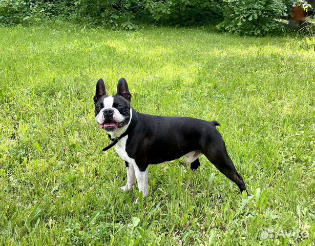 Бостон терьер вязка