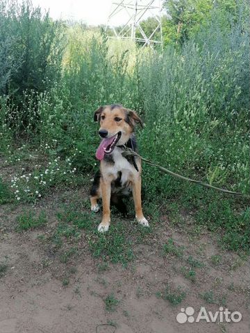 Мальчик Кобель 1 год