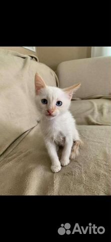 Котенок девочка ищет дом