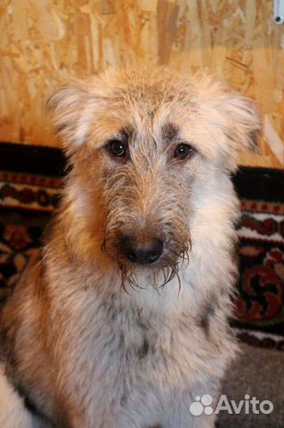 Собака Соня ищет дом