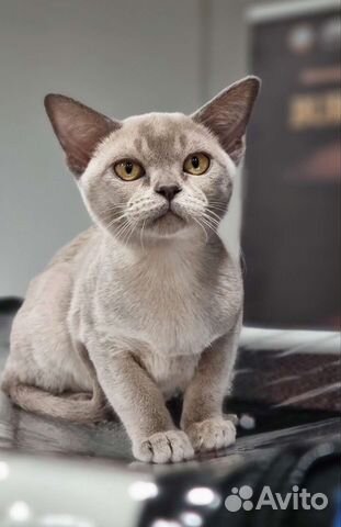 Бурманские котята