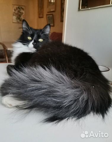 Котик Сёма 1 год в добрые руки
