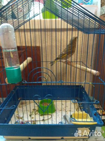 Зеленушка самочка