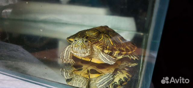 Красноухая черепаха с аквариумом