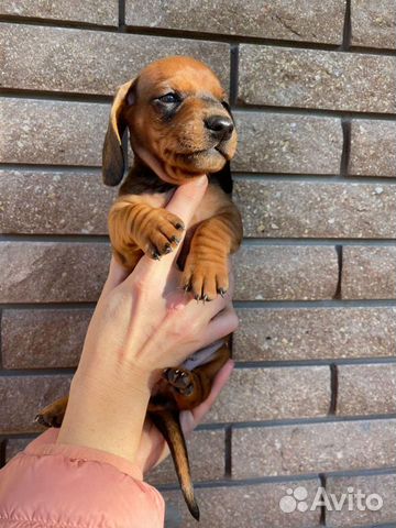 Таксята малыши