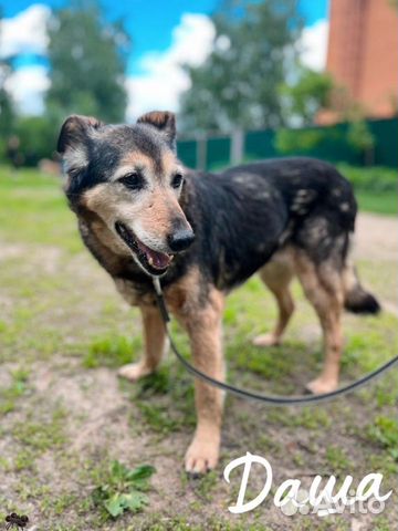 Миниатюрная спокойная старенькая Даша ищет дом