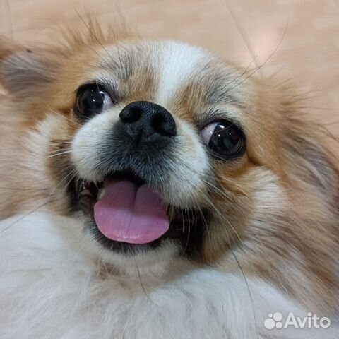 Отдам в добрые руки пекинеса