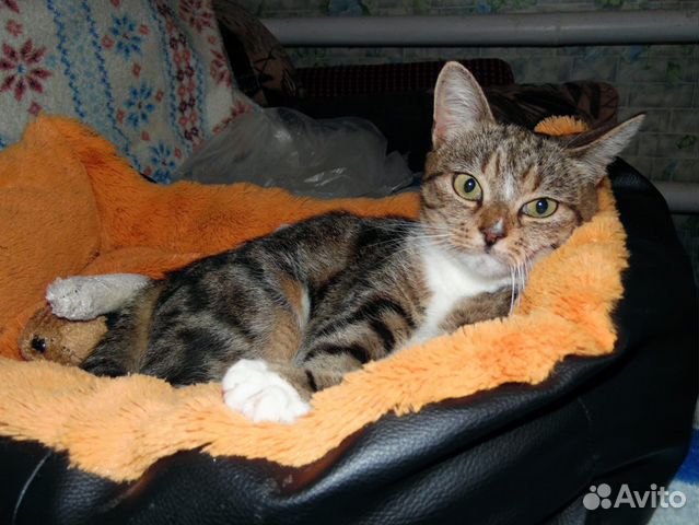 Кошки бесплатно