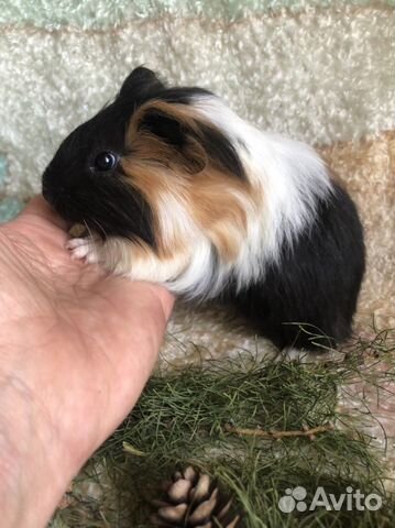 Морская свинка.1.5 мес.Мальчик