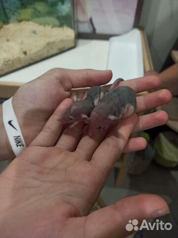 Крыса сфинкс