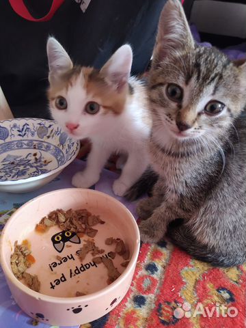 Кошечки, 2 мес в добрые руки