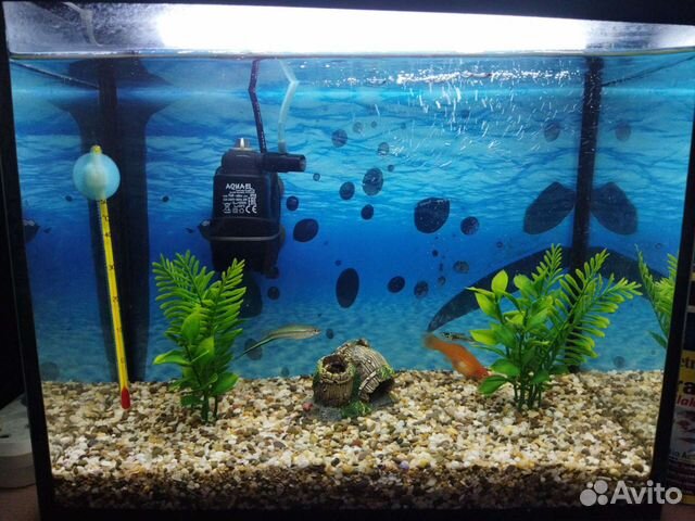 Аквариум с рыбками